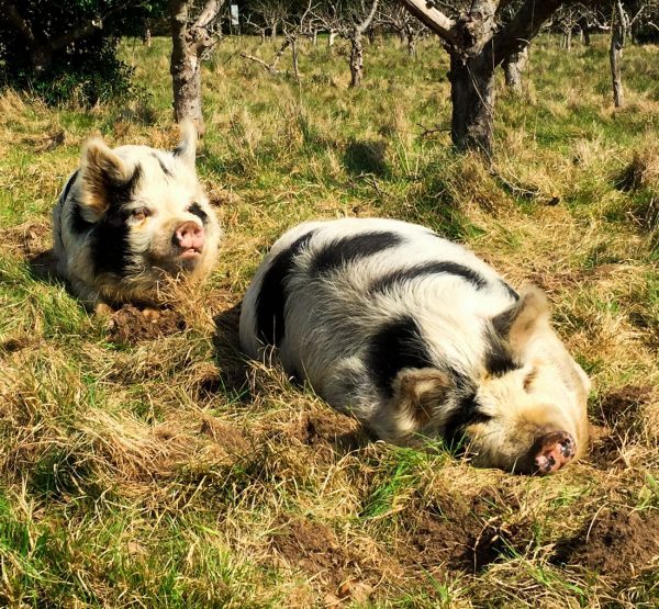 Free range pork - woodland and pastured | Nature Way Farm