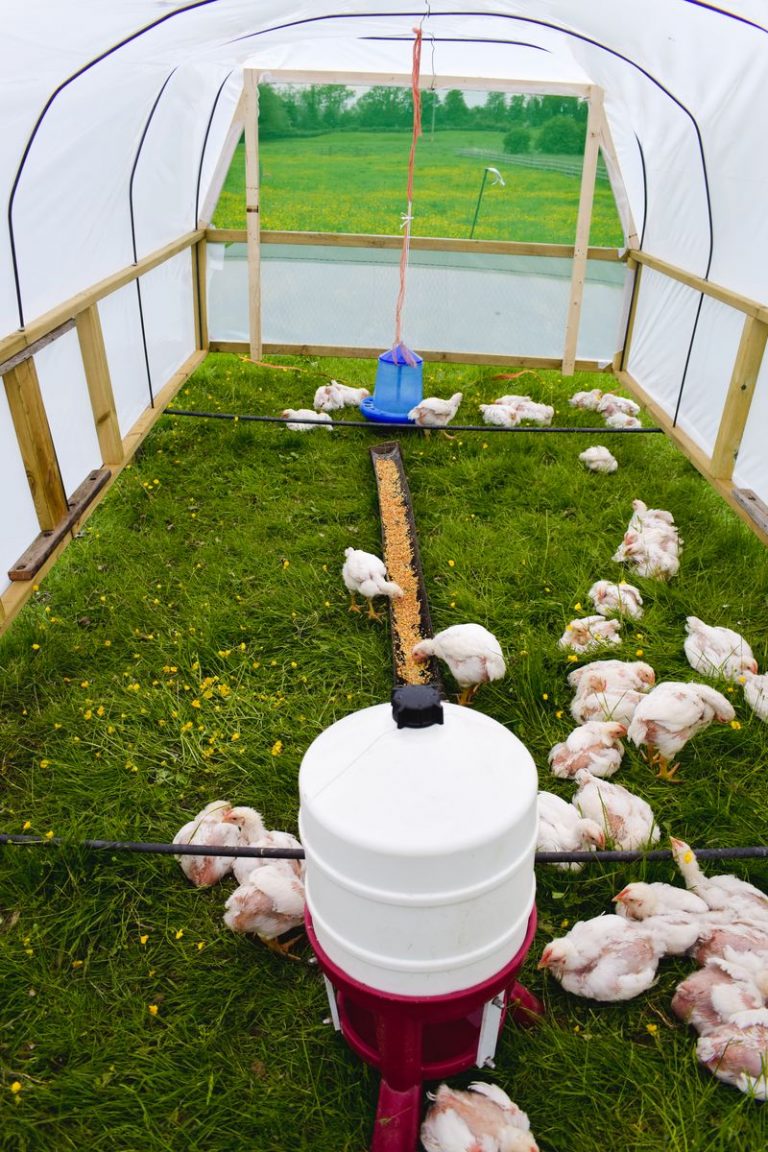 Pastured chicken - Nat Way Farm