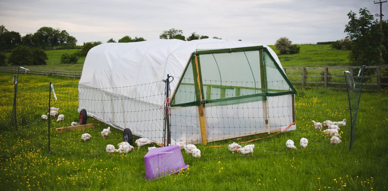 Pastured chicken - Nat Way Farm